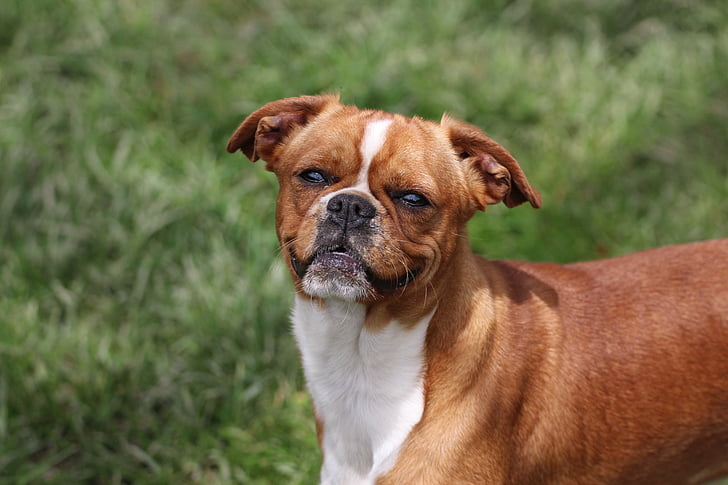 Donde Adoptar Perros En Miami - Info USA
